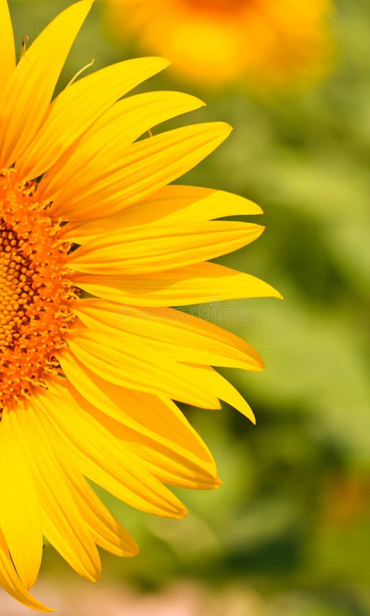A half of sunflower stock image. Image of florist, blossom - 37944933