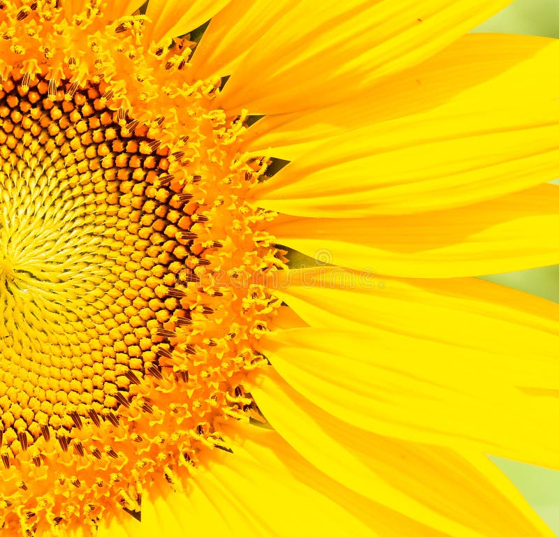 Isolated a Half of Sunflower Stock Image - Image of gardening, patterns ...