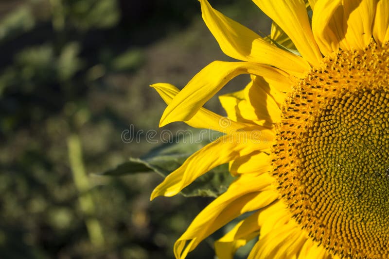 Half Sunflower Macro Detail, in a Warm Summer Sunset Stock Image ...