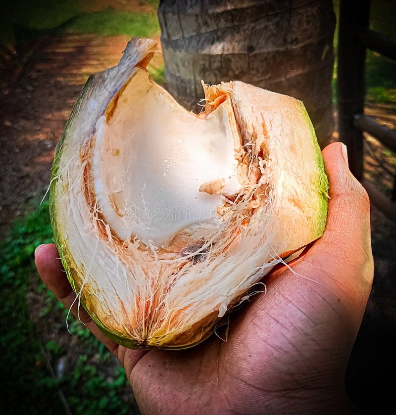 1,252 Tender Coconut Stock Photos - Free & Royalty-Free Stock Photos ...