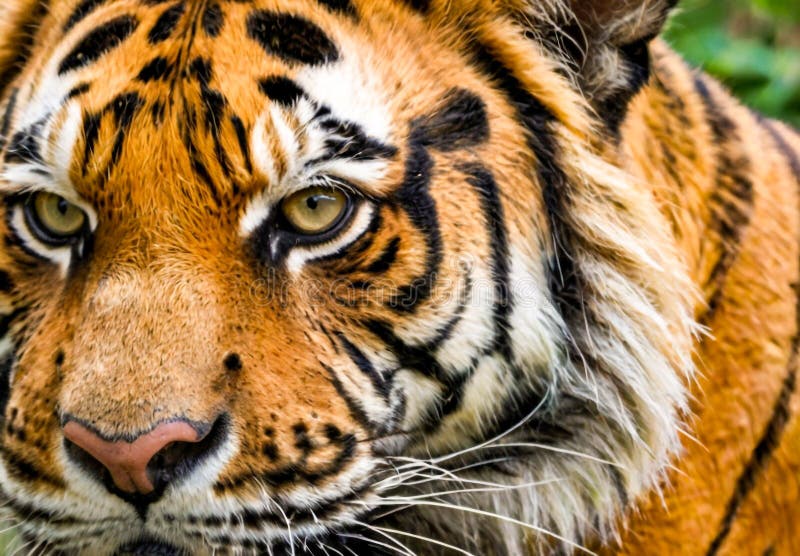 Half Tiger Head Vector Illustration for International Tiger Day ...