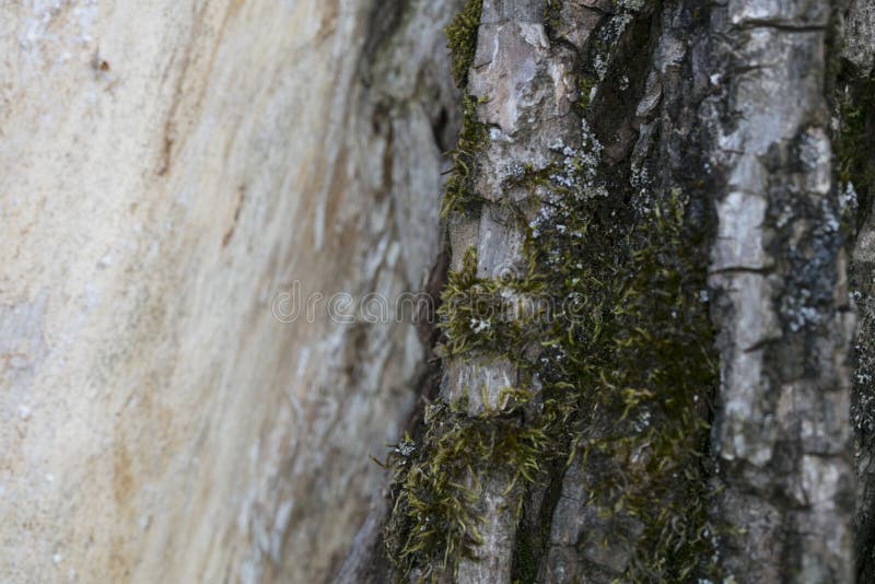 Half a Tree in the Bark As a Background Stock Image - Image of copy ...