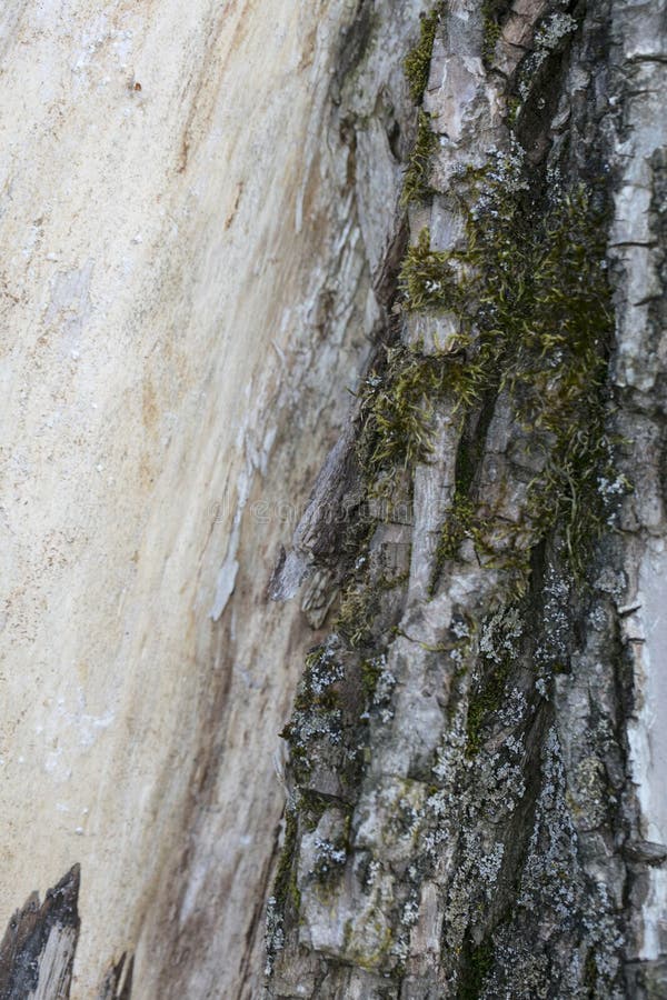 Half a Tree in the Bark As a Background, Vertical Stock Image - Image ...