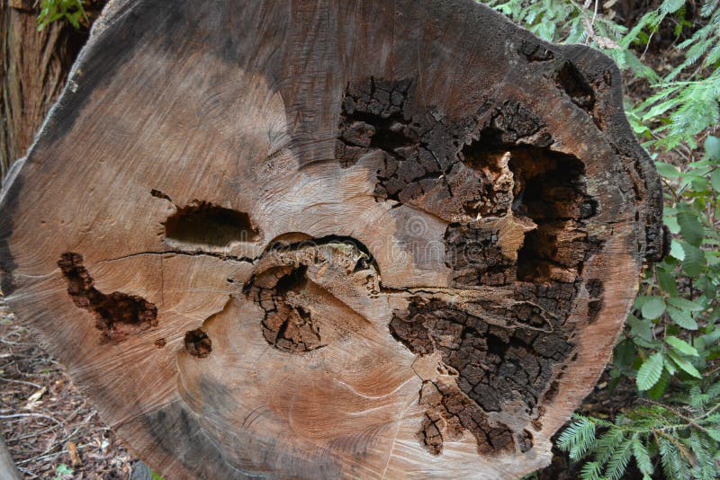 Half a Tree stock photo. Image of park, wide, california - 94654296