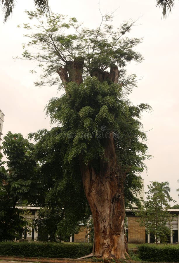 A half tree stock photo. Image of evergreen, produce - 207694412