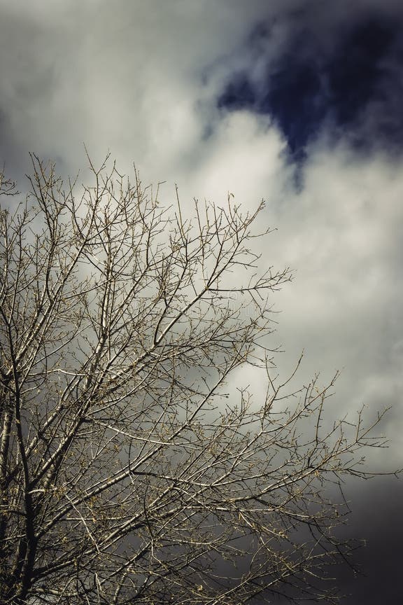 Half a Tree, Half a Sky stock image. Image of seasonal - 210352669