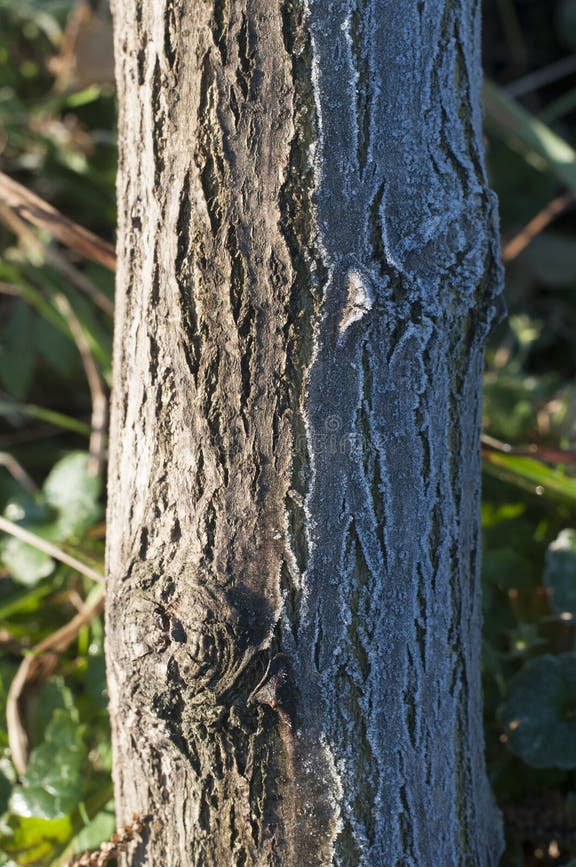 Half Tree Trunk Covered with Frost. Stock Image - Image of reverse ...