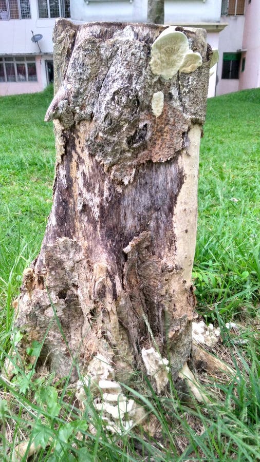 Half a Tree Trunk in the Residential Area. Stock Image - Image of ...