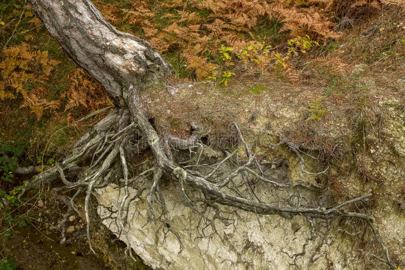 Half-unearthed Roots of a Tree in a Ditch Created by Rainwater in a ...