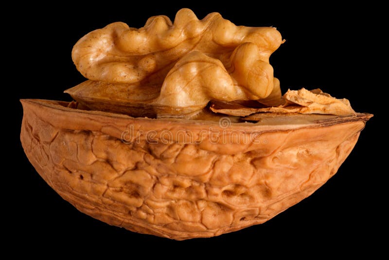 Half of walnut stock image. Image of seasonal, nature - 16853085