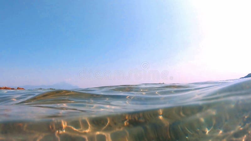 Half in the water stock video. Video of fish, blue, exotic - 203740931