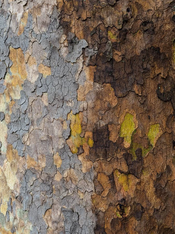 Half Wet and Dry Spotted Sycamore Bark after Rain Stock Photo - Image ...