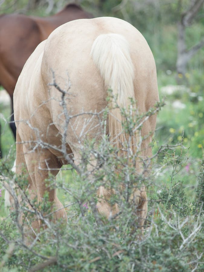 Half- Wild Horses, Back View. Liberty Stock Image - Image of play, back ...