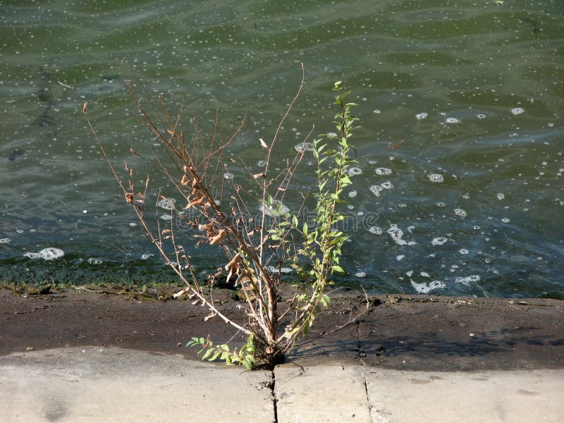 Half-withered Bush Against the Background of the Dirty Water in the ...
