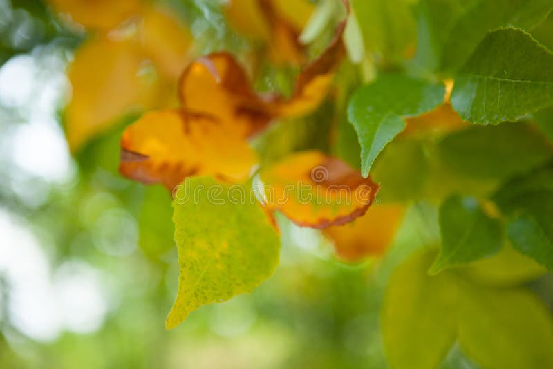 Half-withered Leaf on a Tree Branch Stock Image - Image of outdoor ...