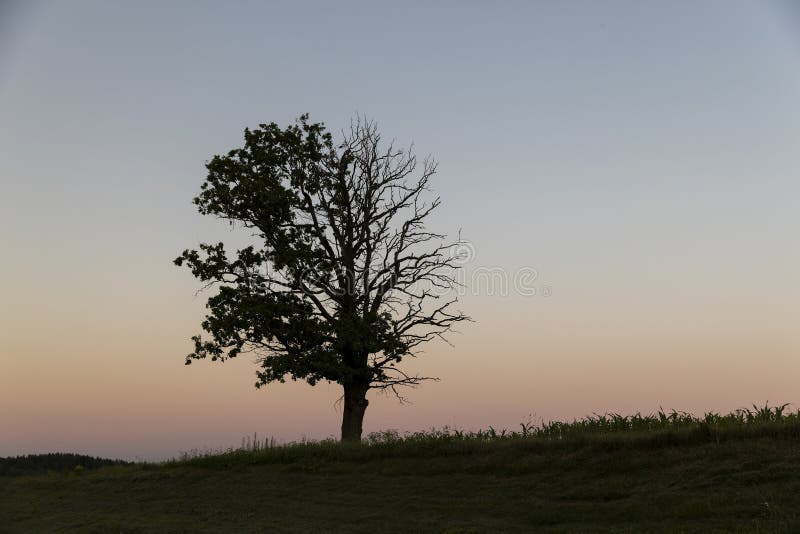 A Half Withered Tree Grows on a Hill Near Sunset Stock Photo - Image of ...