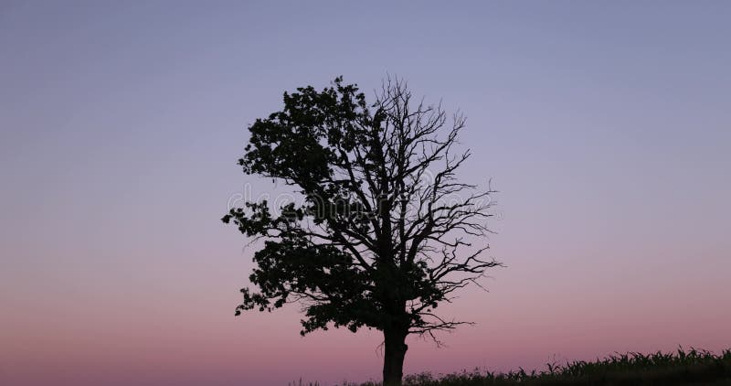 A Half Withered Tree Grows on a Hill Near Sunset, a Deciduous Tree ...