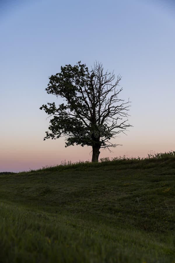 A Half Withered Tree Grows on a Hill Near Sunset Stock Photo - Image of ...