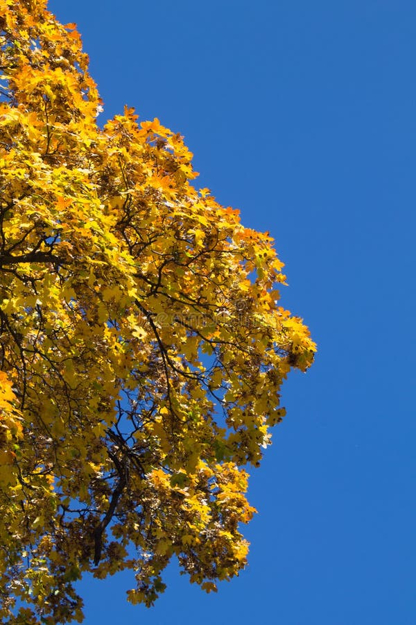 Half yellow fading tree stock photo. Image of blue, fade - 61402896