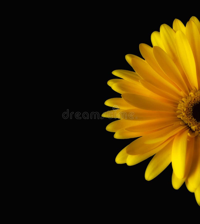 Half of a Yellow Gerbera Flower on a Black Background. Isolated Stock ...