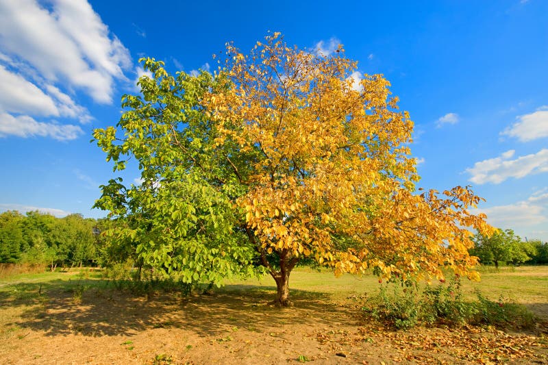 Half Yellow and Half Green Tree Stock Image - Image of abstract, plant ...