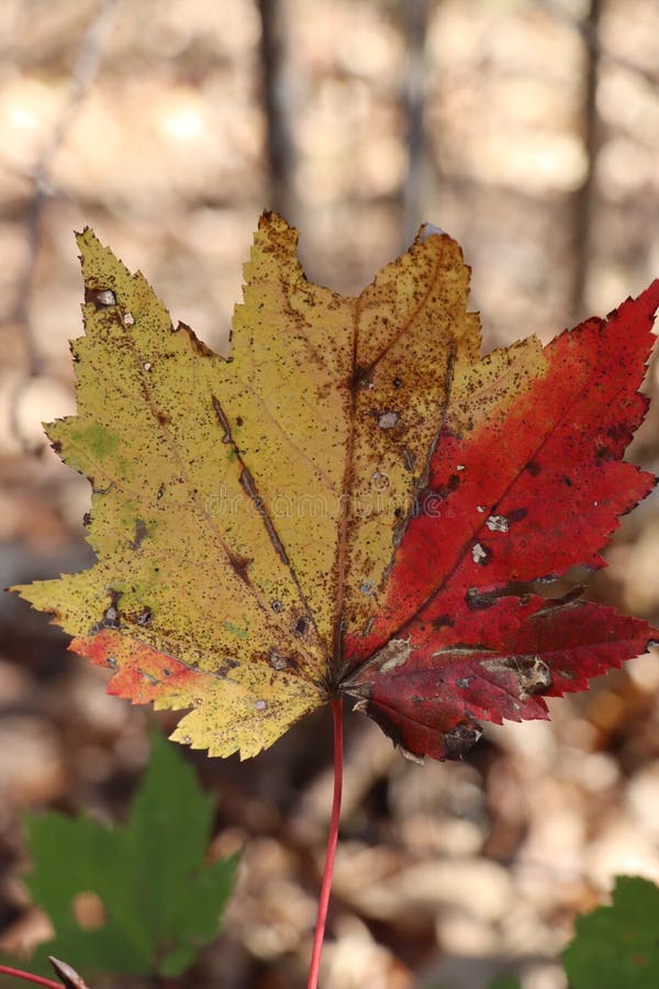 Half Yellow, Half Red Fall Maple Leaf Stock Image - Image of vertical ...