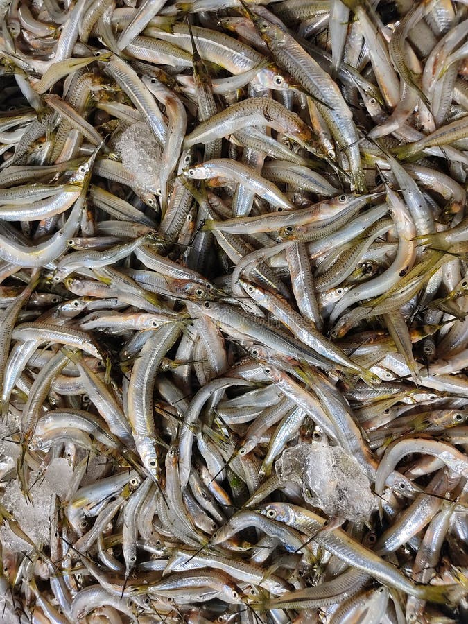 Halfbeak Needle Fish Strogylura Spipe Fish Pile in Indian Fish Store ...