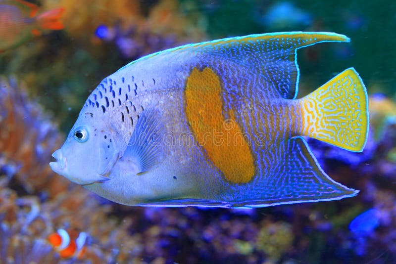 Halfmoon angelfish stock image. Image of fish, nature - 41666549