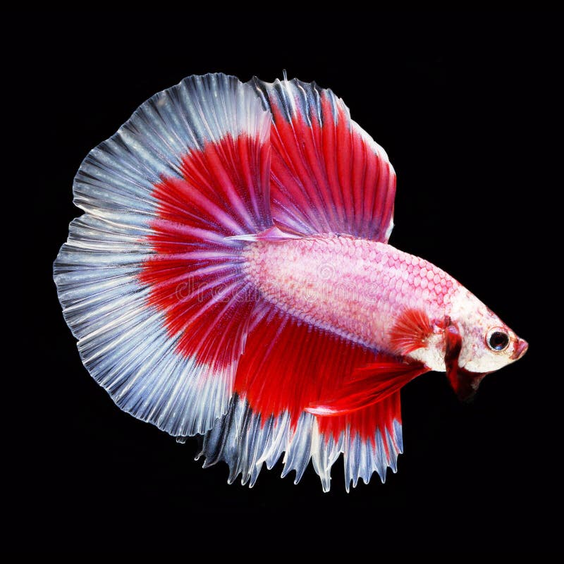 198 Female Crown Tail Betta Stock Photos - Free & Royalty-Free Stock ...