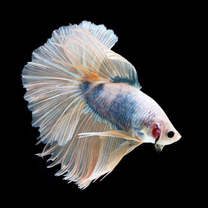 Halfmoon Betta on Black Background. Beautiful Fish. Swimming Flutter ...