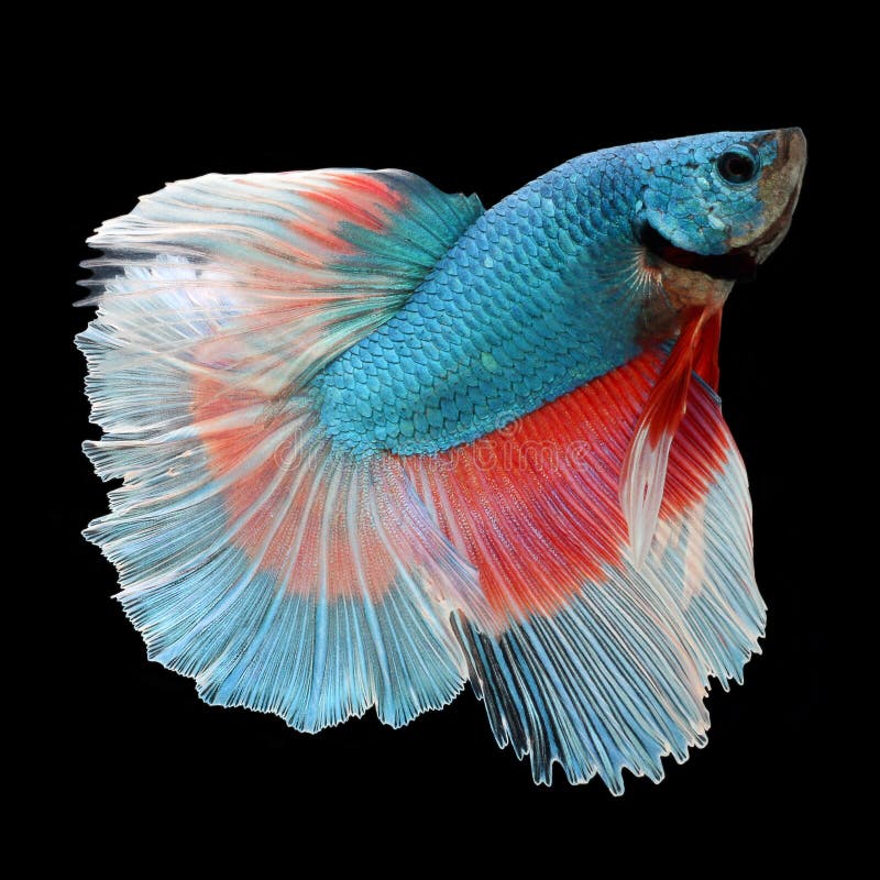 Halfmoon Betta on Black Background. Beautiful Fish. Swimming Flutter ...