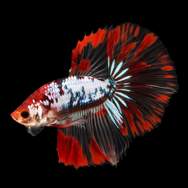 Halfmoon Betta on Black Background. Beautiful Fish. Swimming Flutter ...
