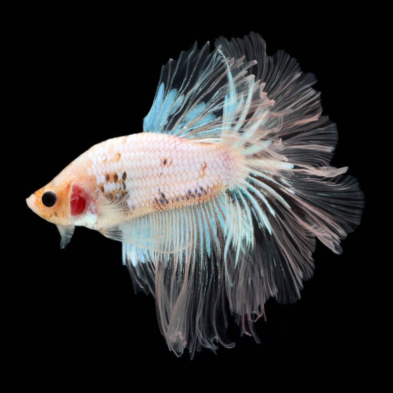Halfmoon Betta on Black Background. Beautiful Fish. Swimming Flutter ...