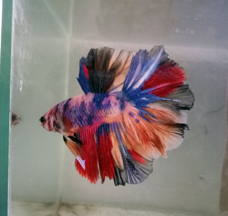 Betta Candy Fancy Halfmoon Plakat HMPK Male Stock Image - Image of ...