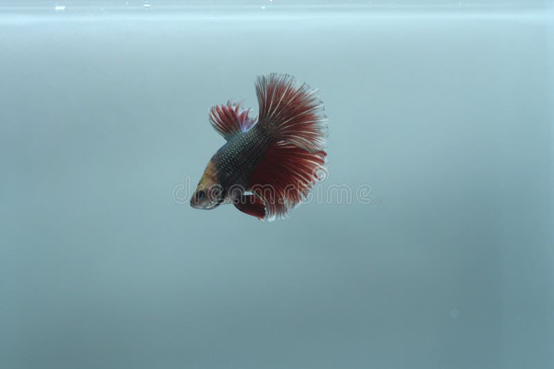 Halfmoon Fighting Fish Dragon Butterfly Red Black - Betta Splendens ...