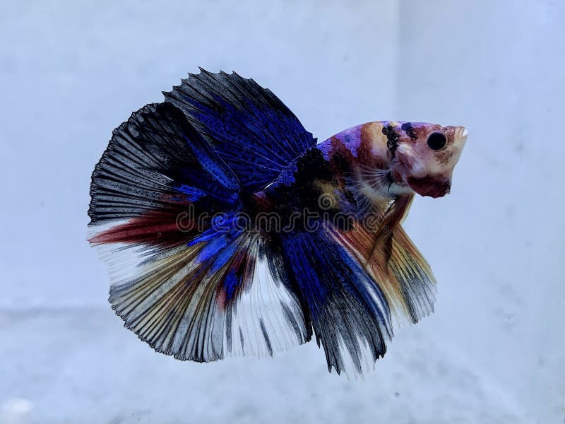 Georgeous Betta Fish Stock Photos - Free & Royalty-Free Stock Photos ...