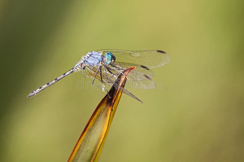 Halfshade Dropwing (Trithemis Aconita) 14214 Stock Photo - Image of ...