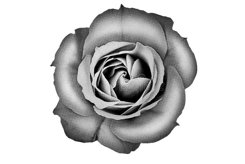 Halftone rose close up stock illustration. Illustration of pattern ...