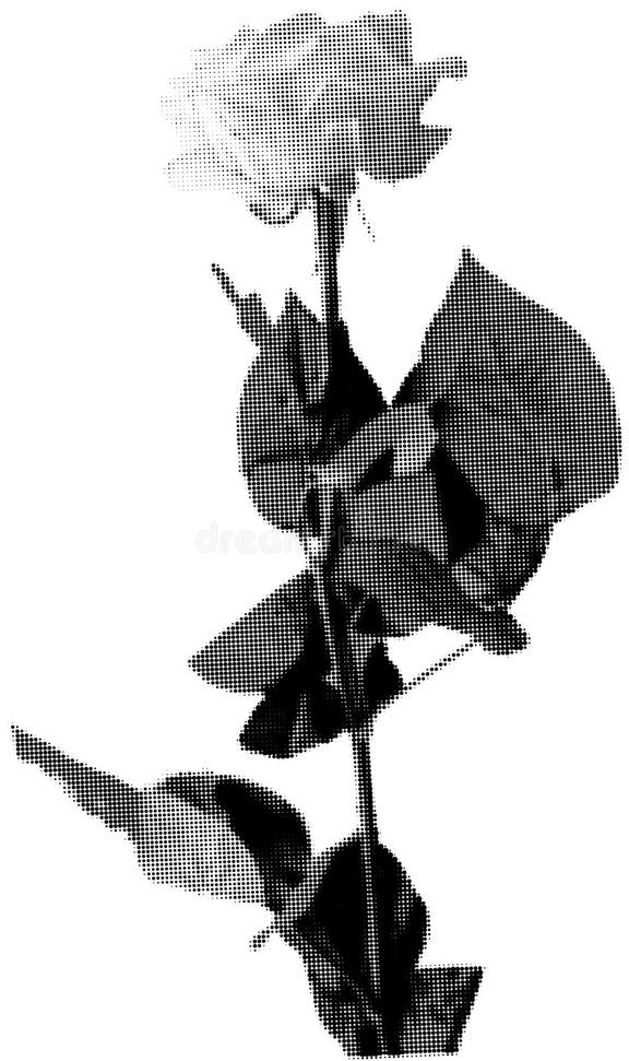 Halftone Rose Flower stock vector. Illustration of isolated - 365433026