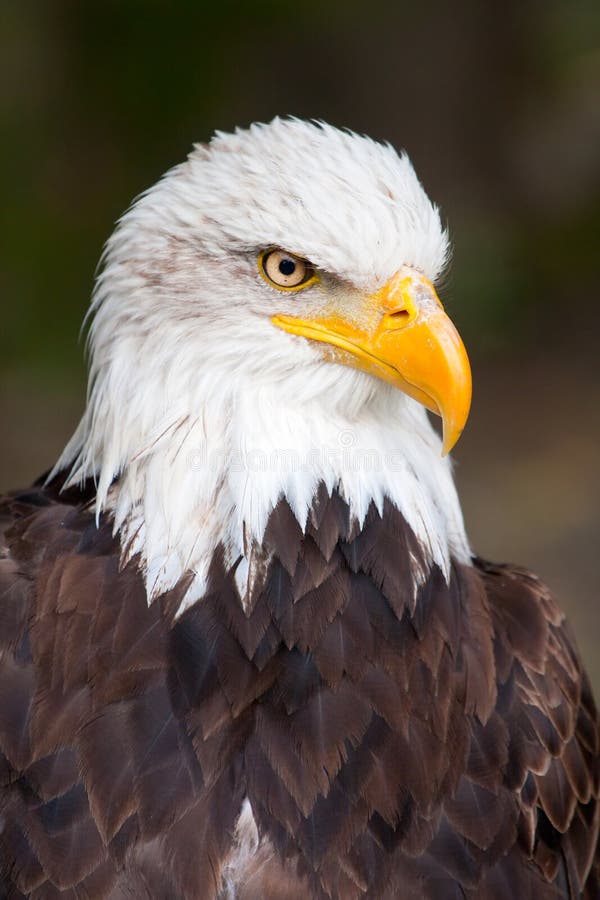 Haliaeetus Leucocephalus - Bald Eagle Stock Image - Image of white ...