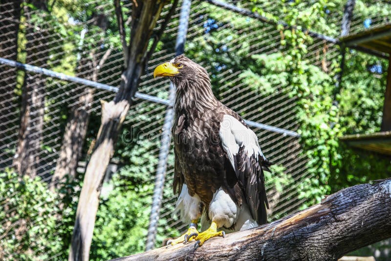 Haliaeetus Pelagicus, Steller`s Sea Eagle Better Know As Pacific Sea ...
