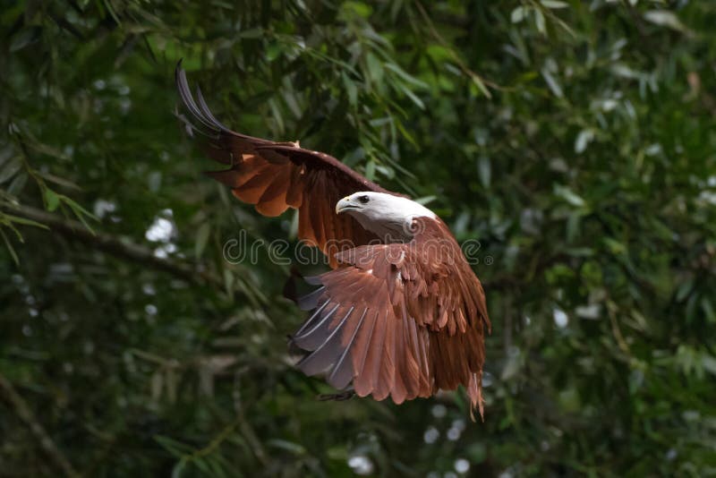 Haliastur Indus Also Known As Elang Bondol Stock Photo - Image of elang ...