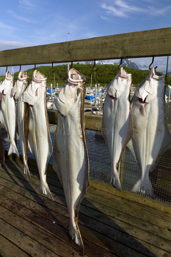 Halibut stock photo. Image of catch, fish, hook, halibut - 32184482