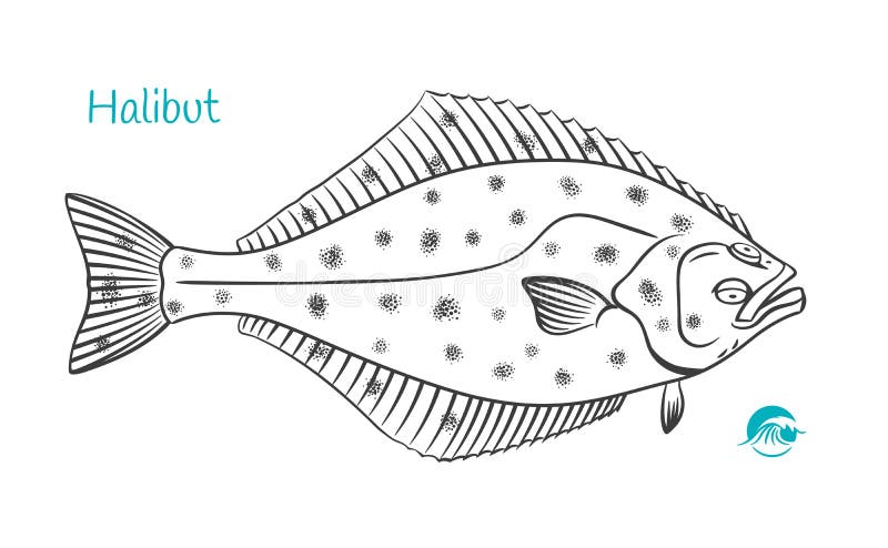 Halibut Hand-drawn Illustration Stock Vector - Illustration of cute ...