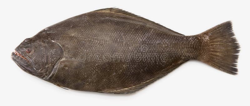 Halibut pacífico foto de archivo. Imagen de marina, virutas - 5183846