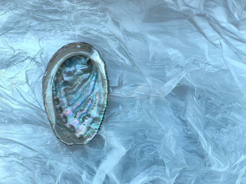 148 Seashell Armor Stock Photos - Free & Royalty-Free Stock Photos from ...