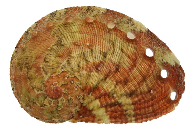 Haliotis clathrata stock image. Image of mollusk, palawan - 229615321
