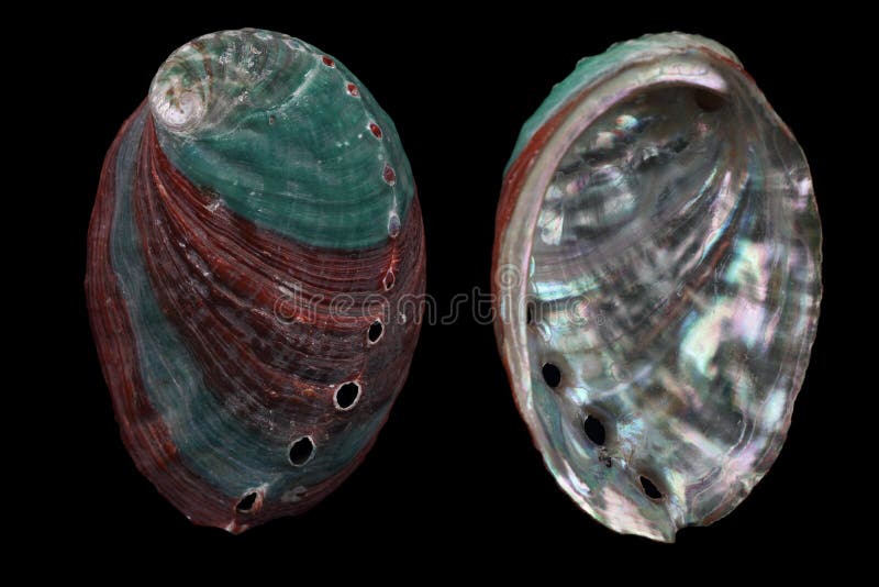 Discus Haliotis Stock Photos - Free & Royalty-Free Stock Photos from ...