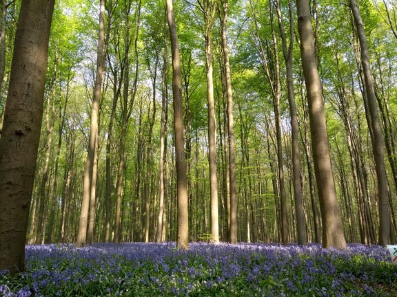 Hall forest stock image. Image of belgium, hall, forest - 140101129