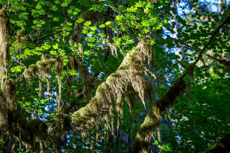 Hall of Mosses, Washington stock photo. Image of pacific - 167963164